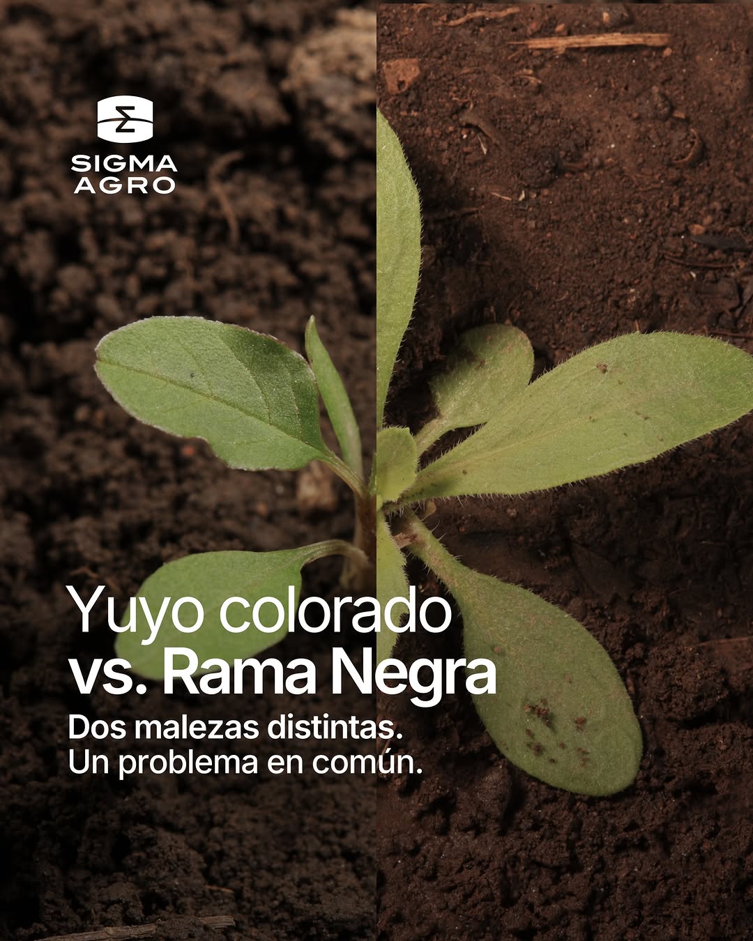 Empresa – Sigma Agro