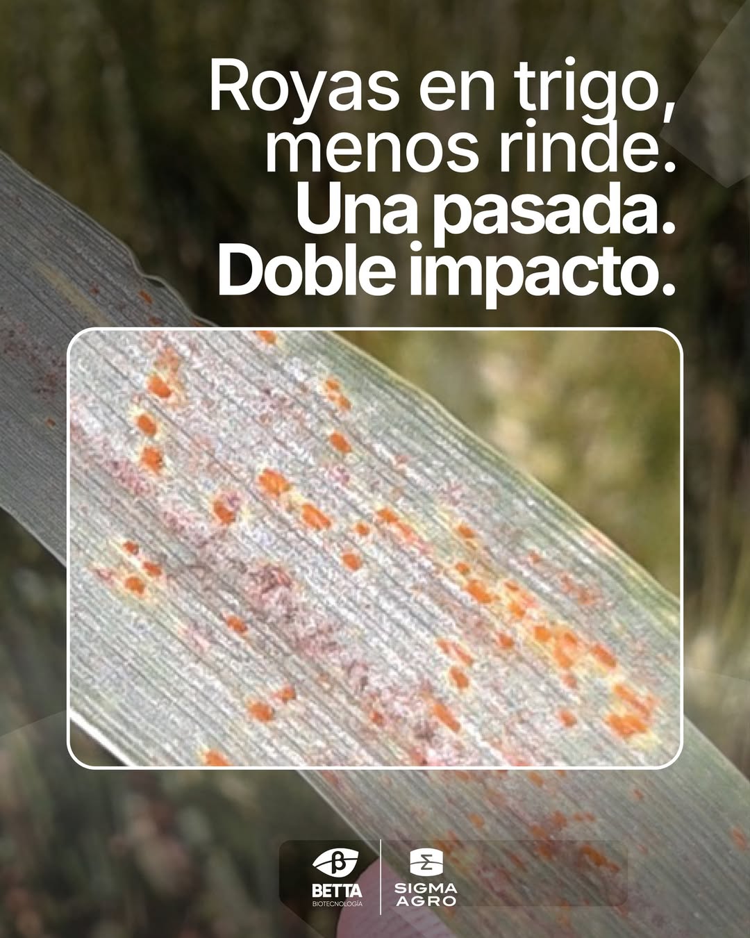 2,4 DB SIGMA - Sigma Agro