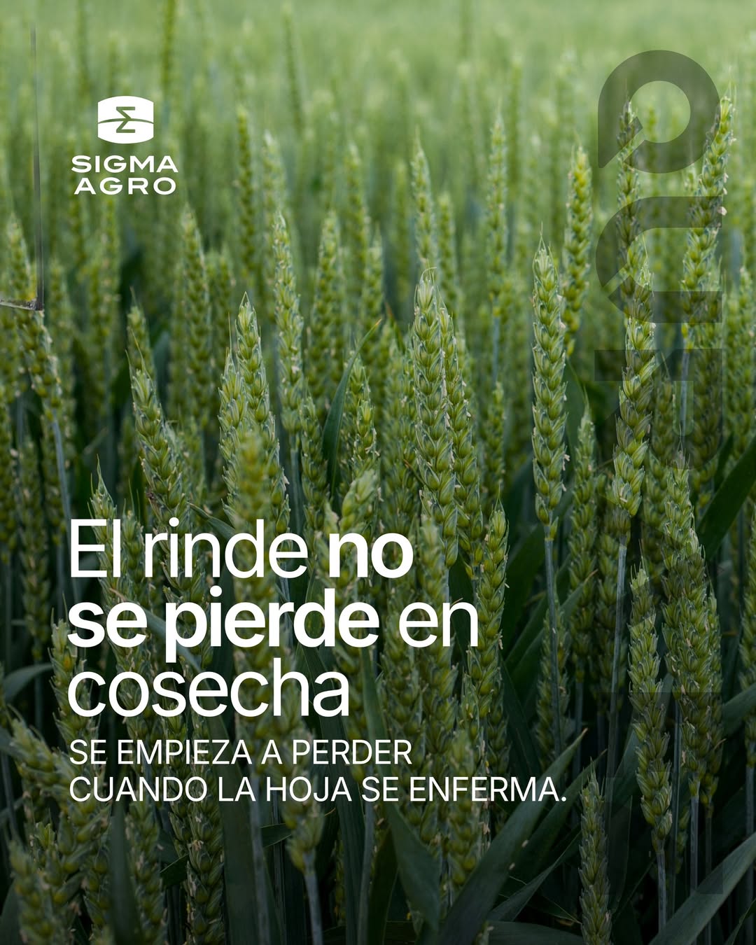 2,4 DB SIGMA - Sigma Agro