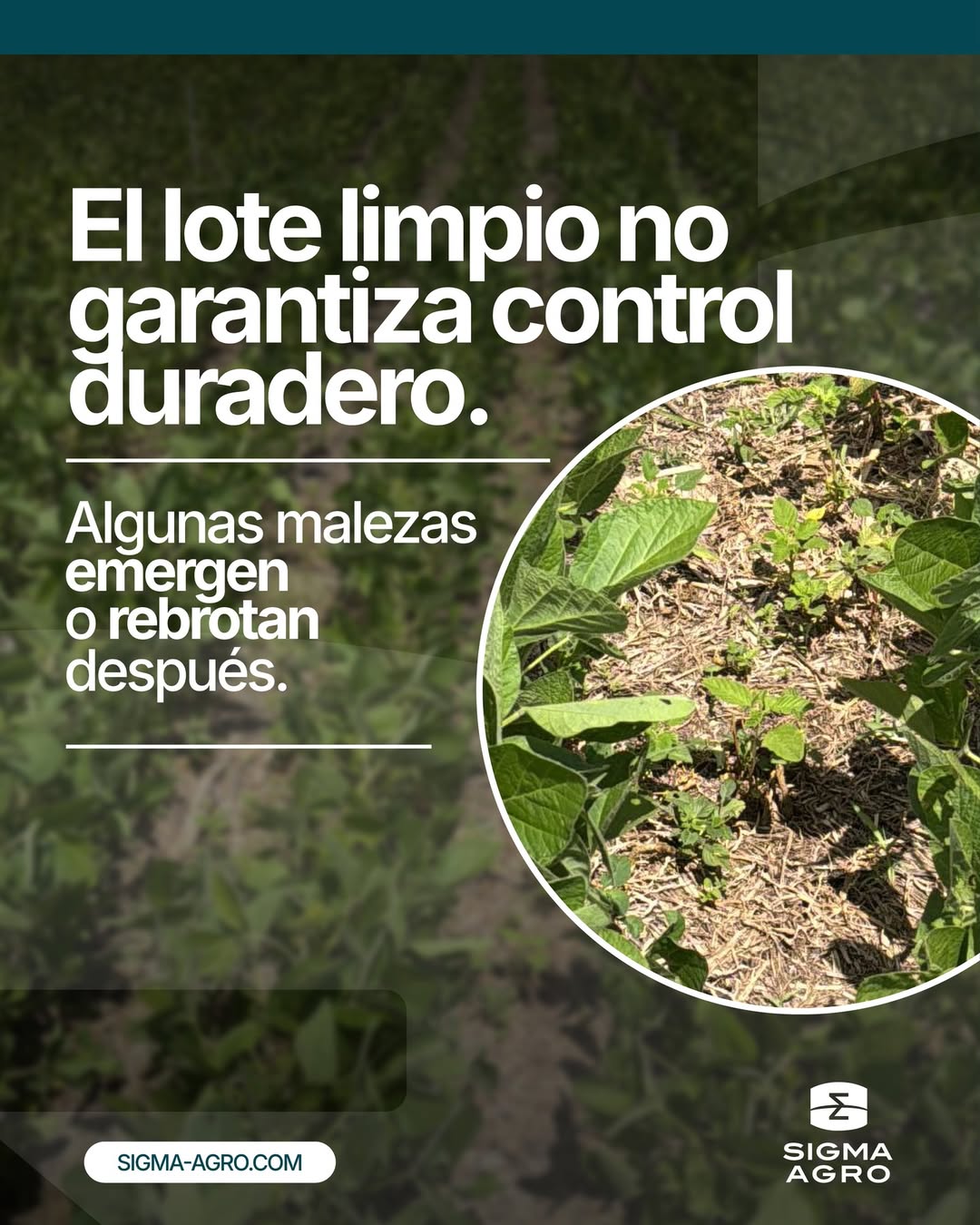 Sigma Agro – Líder en el Mercado Agrícola